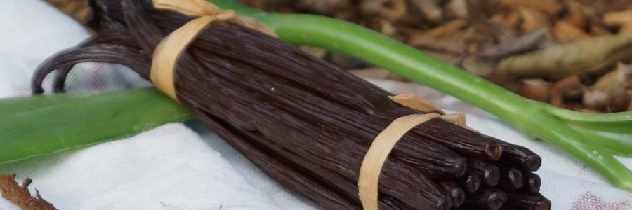 Divine Vanilla - Australian grown vanilla beans and vanilla products